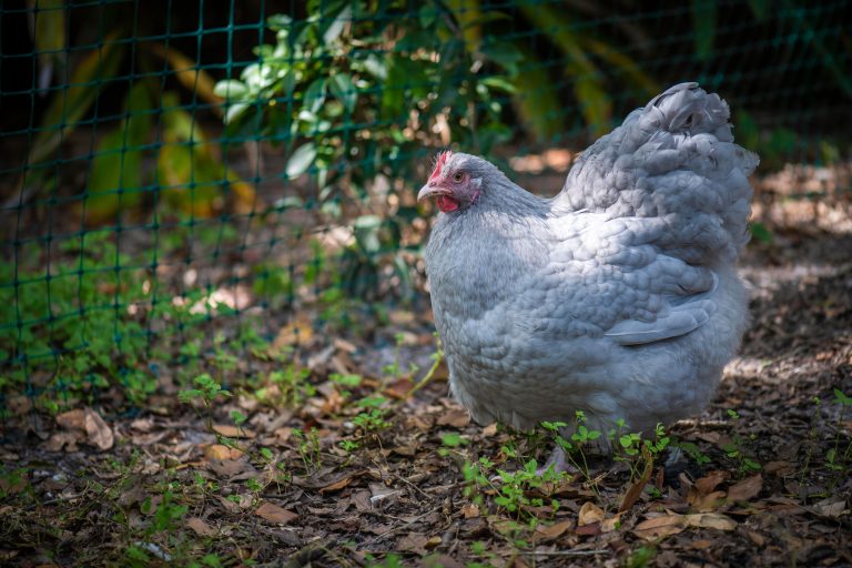 Breeding Terms and Genetic Terminology - Backyard Poultry